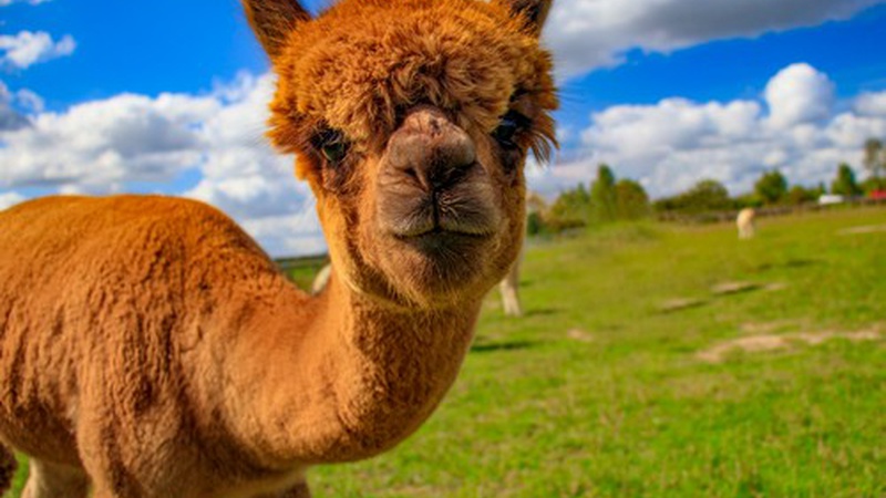 Alpaca Therapy in Peru | Alpaca Assisted Therapy