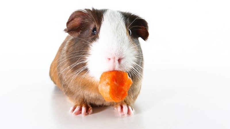 Peruvian Guinea Pig (Cuy): A Cultural Icon of the Andes