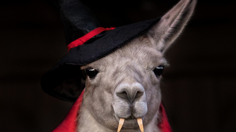 Festivales de Perú: ¿Halloween o Día de la Canción Criolla en Perú?