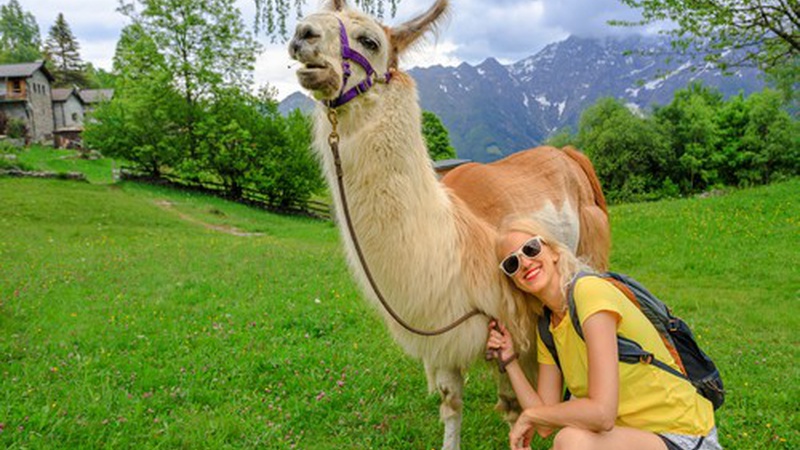 Llama Trekking in The Sacred Valley | Hiking with Llamas