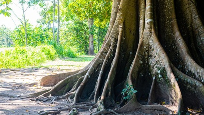 Shihuahuaco: Discover Peru's Millenary Tree of Life